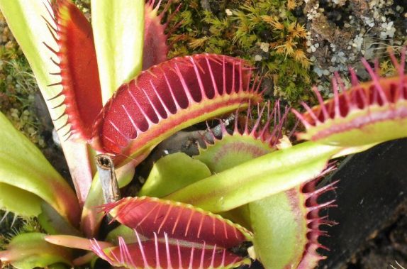 Venus atrapamoscas | Características, hábitat, comportamiento | Planta