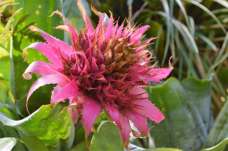 Bromelia | Qué es, características, cuidados, cultivo | Planta, flor
