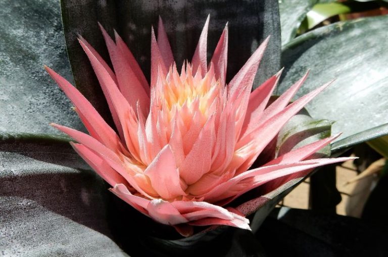 Bromelia | Qué es, características, cuidados, cultivo | Planta, flor