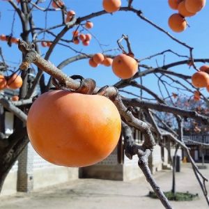 Duraznero | Características, cultivo, propiedades, cuidados, variedades