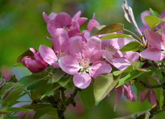 Melocotonero | Características, cultivo, reproducción, fruta | Árbol