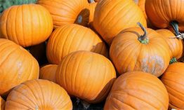 Calabaza | Características, propiedades y beneficios, variedades, origen