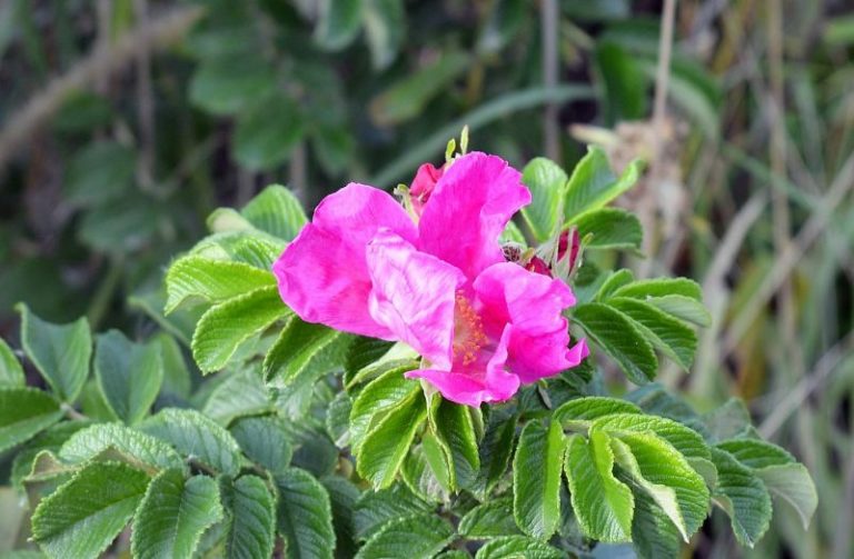 Rosa mosqueta | Características, cultivo, usos, aceite | Flor, planta