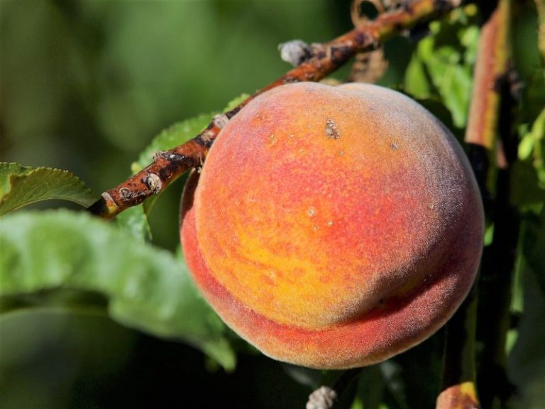 Melocotonero | Características, cultivo, reproducción, fruta | Árbol