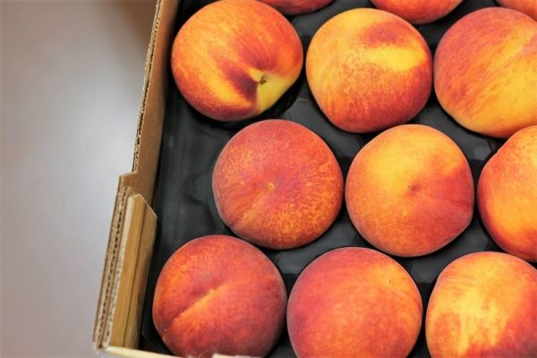 Melocotonero | Características, cultivo, reproducción, fruta | Árbol