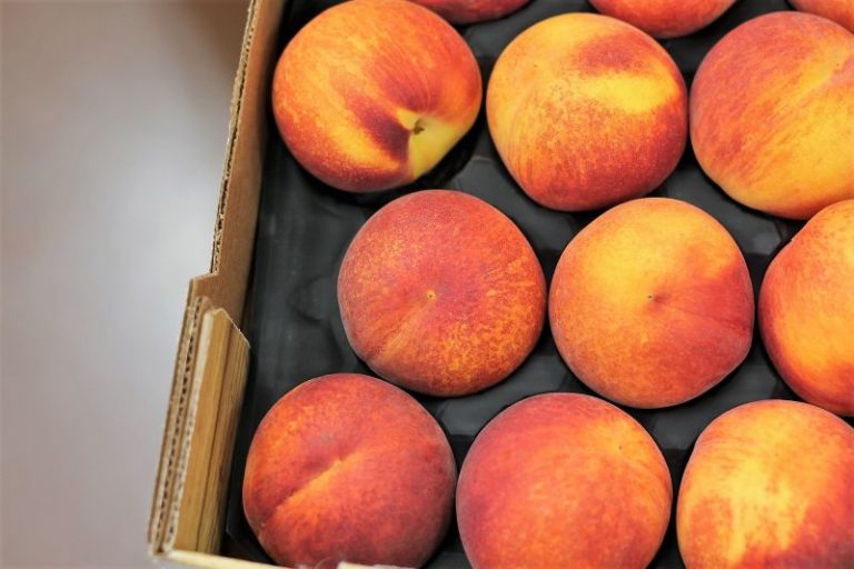 Melocotonero | Características, cultivo, reproducción, fruta | Árbol