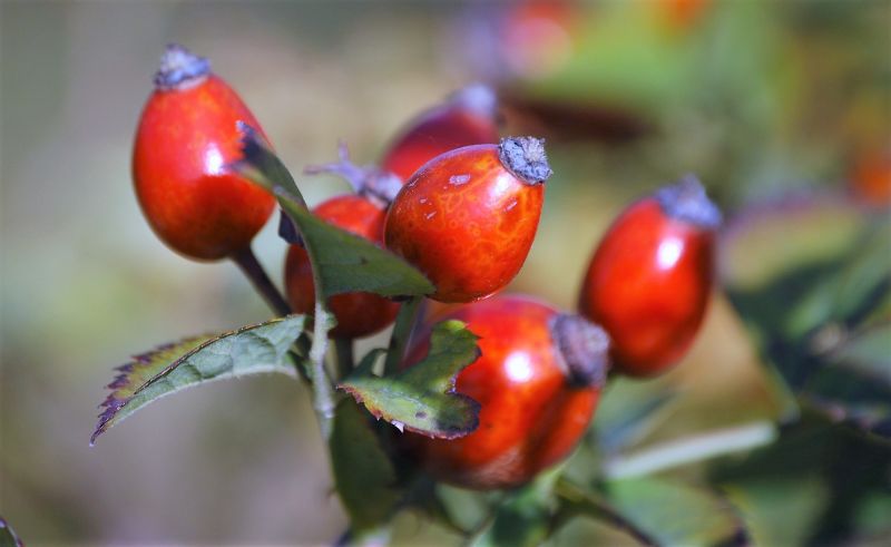Rosa mosqueta: propiedades, cultivo y usos esenciales para la piel