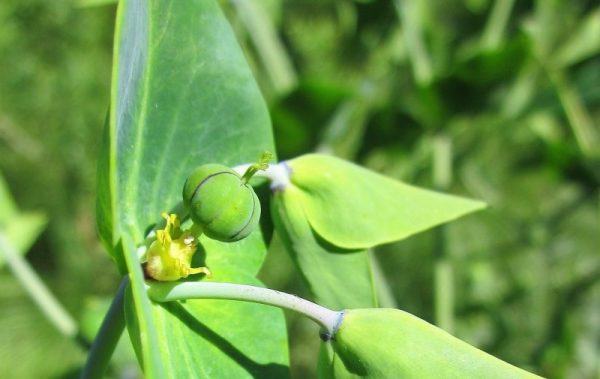 Alcaparras | Características, cultivo, propiedades y beneficios | Alcaparro