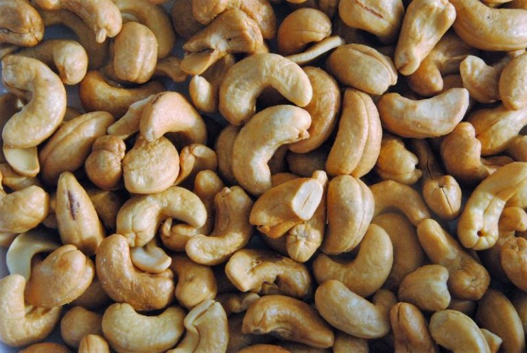 Anacardo | Características, propiedades, beneficios, cultivo | Árbol, fruto