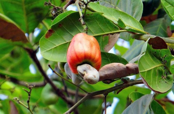 Anacardo | Características, propiedades, beneficios, cultivo | Árbol, fruto