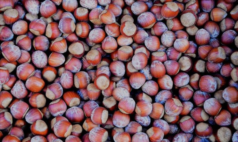 Avellana | Características, tipos, usos, beneficios y propiedades