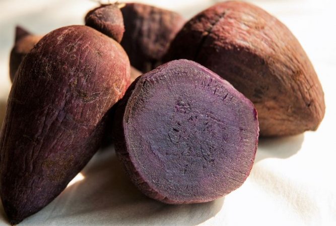 Boniato | Características, beneficios, propiedades, cultivo | Planta