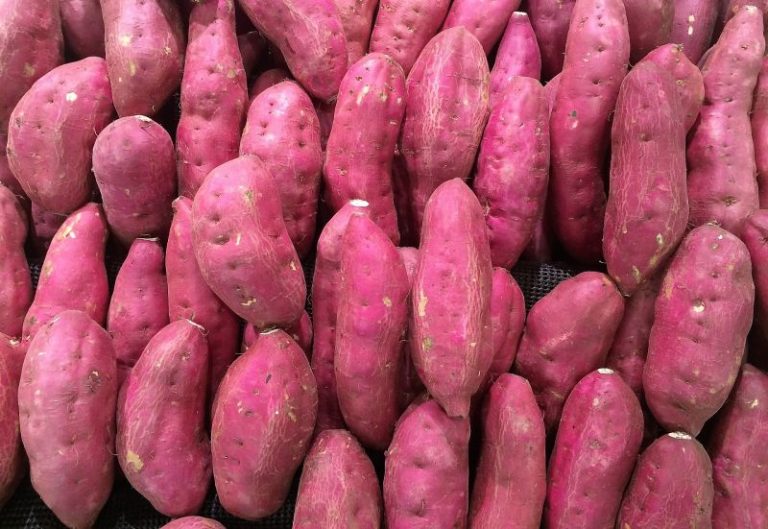 Boniato | Características, beneficios, propiedades, cultivo | Planta