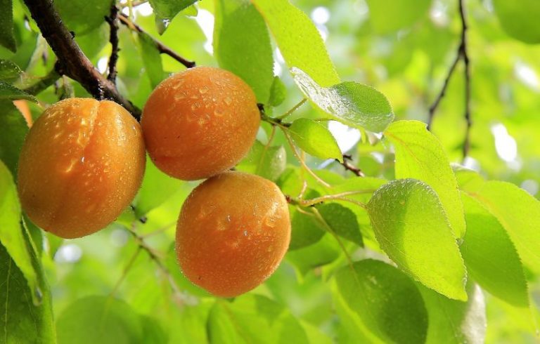 Albaricoque | Características, consumo, tipos, beneficios y propiedades