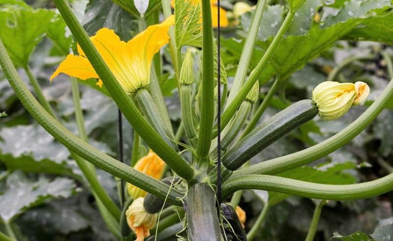 Calabacín: beneficios, cultivo y propiedades nutricionales clave