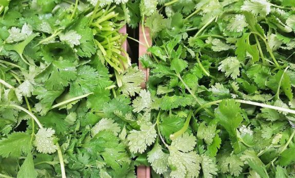 Cilantro | Características, origen, usos, cultivo, beneficios, propiedades