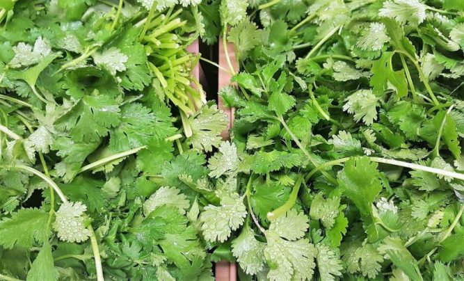 Cilantro | Características, origen, usos, cultivo, beneficios, propiedades