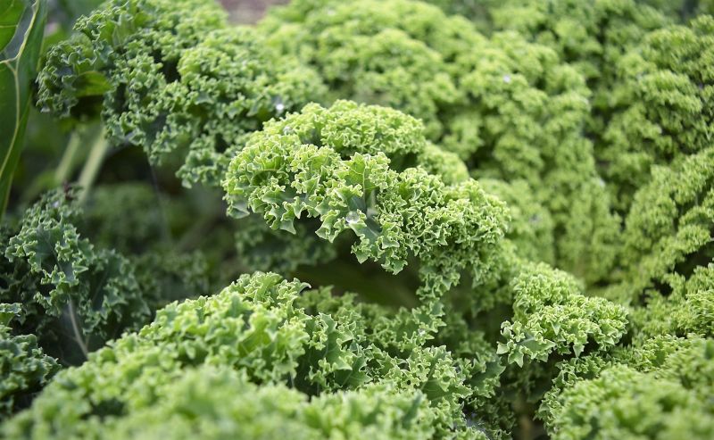 Escarola: Propiedades, Beneficios y Usos Culinarios Saludables