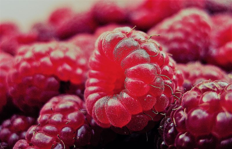 Frambuesa: Beneficios, Variedades y Usos Gastronómicos Clave