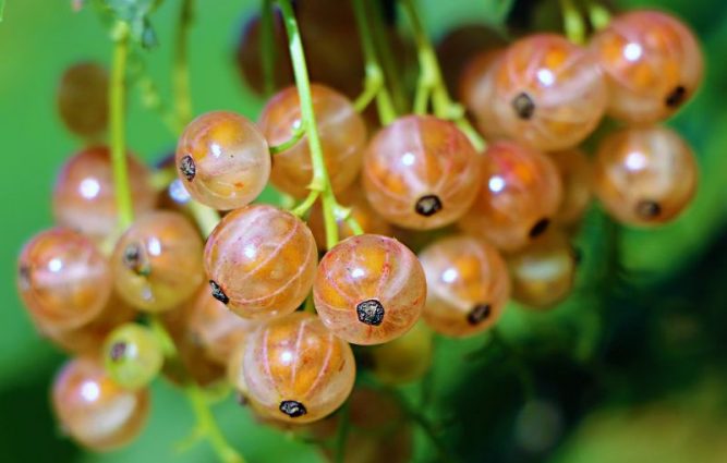 Grosella | Características, cultivo, beneficios, propiedades, variedades