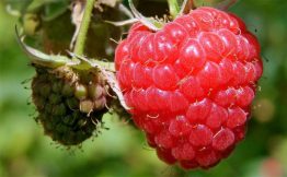 Frambuesa | Características, variedades, beneficios y propiedades | Fruta