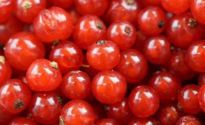 Grosella | Características, cultivo, beneficios, propiedades, variedades