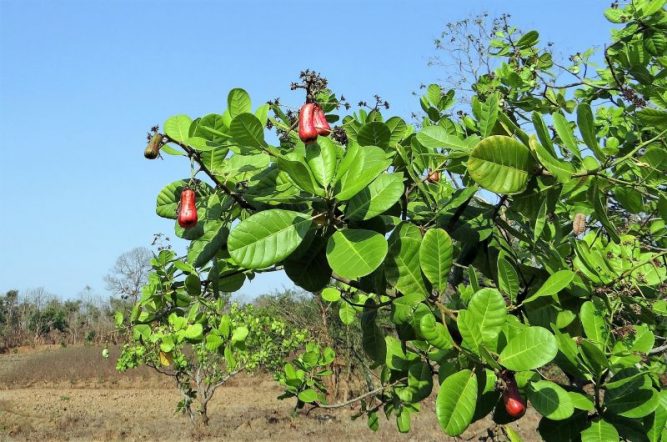 Anacardo | Características, propiedades, beneficios, cultivo | Árbol, fruto