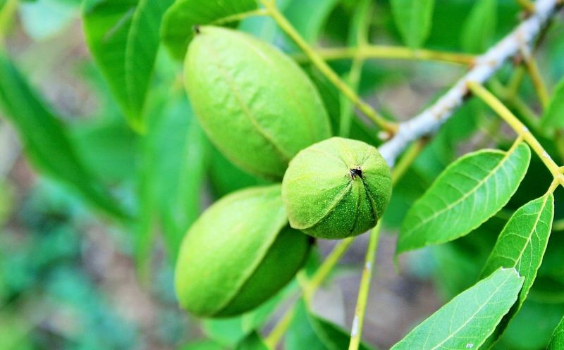 Pacana propiedades beneficios y usos culinarios del fruto seco