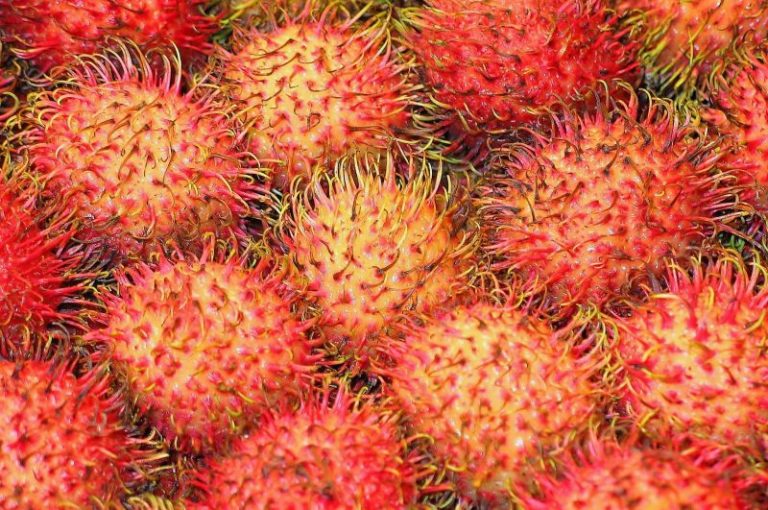 Rambután | Características, variedades, beneficios, propiedades