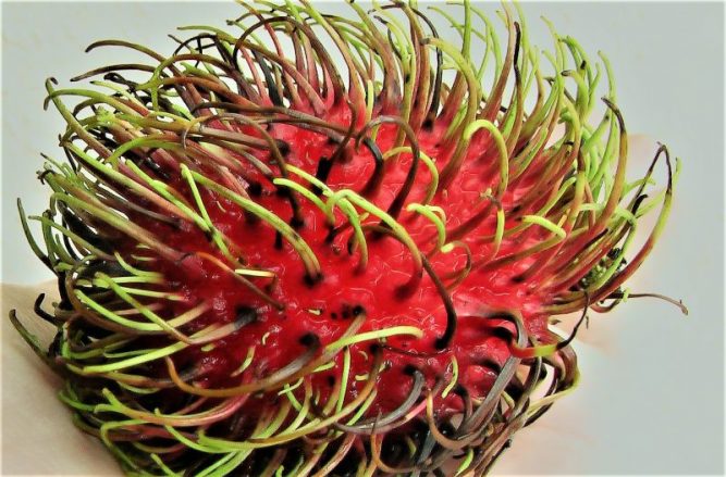 Rambután | Características, variedades, beneficios, propiedades