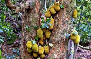 Yaca | Características, cultivo, propiedades, beneficios | Árbol, fruta