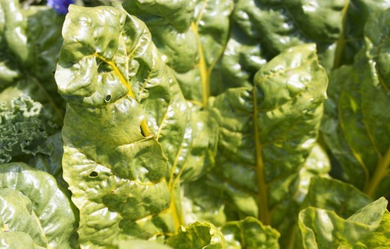 Acelga | Características, cultivo, propiedades, beneficios | Hortaliza