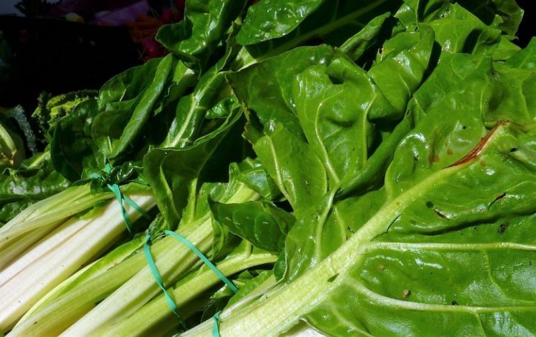 Acelga | Características, cultivo, propiedades, beneficios | Hortaliza