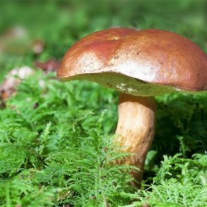 Basidiomicetos | Qué son, características, clasificación, tipos | Hongos