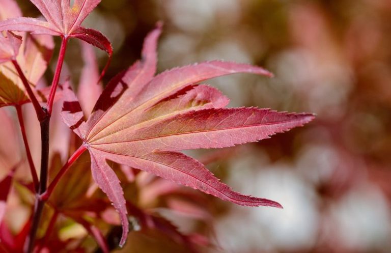 Acer palmatum | Características, variedades, cuidados, usos | Planta