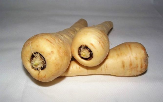 Chirivía | Características, beneficios y propiedades, cultivo | Hortaliza