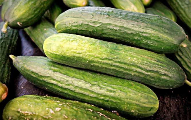 Pepino | Características, cultivo, propiedades, beneficios, usos | Fruto
