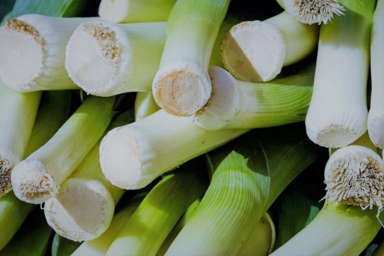 Puerro | Características, cultivo, beneficios y propiedades | Planta