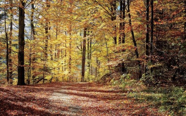 Caducifolio | Definición, qué es, bosque, selva, ventajas y desventajas