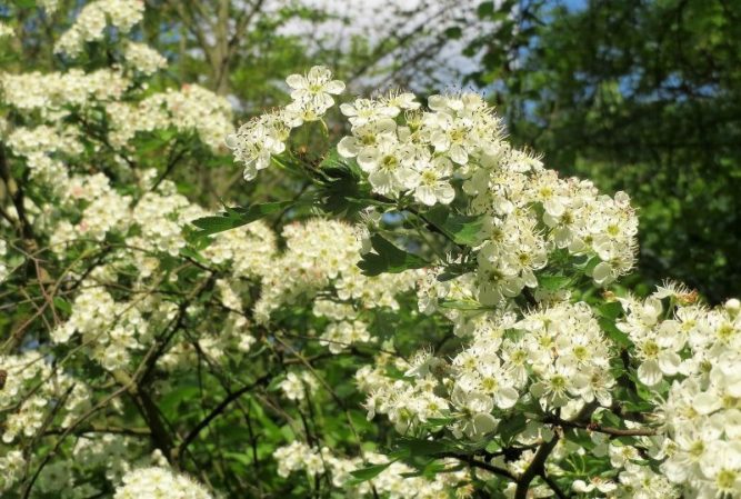 Espino | Qué es, características, beneficios y propiedades, usos | Árbol
