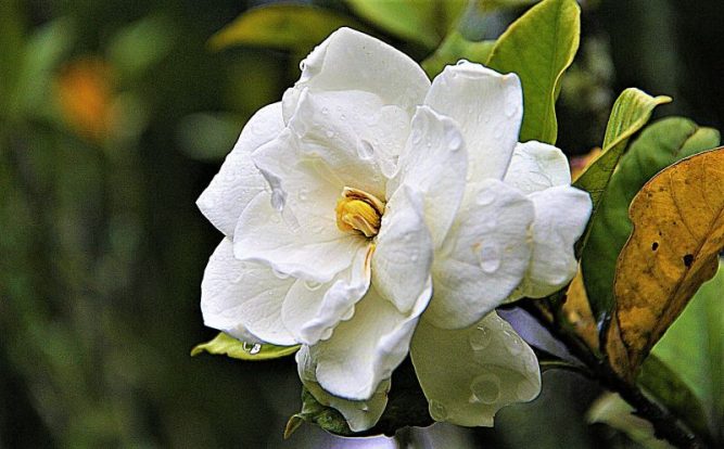 Plantas de sombra | Variedades, especies, cuidados, para todo el año