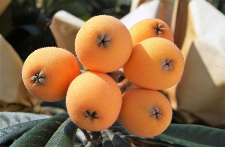 Níspero | Qué es, características, usos, beneficios y propiedades, cultivo