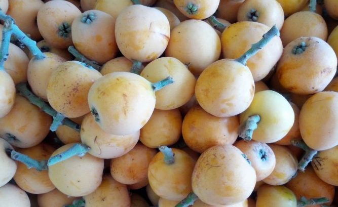 Níspero | Qué es, características, usos, beneficios y propiedades, cultivo