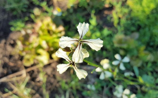 Rúcula | Qué es, características, cultivo, beneficios y propiedades
