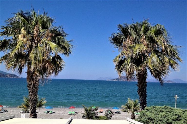 Trachycarpus fortunei | Características, cultivo, cuidados | Palmera ...