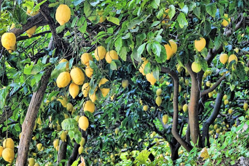 Árboles frutales | Qué son, tipos, cultivo, ideales para casa, curiosidades