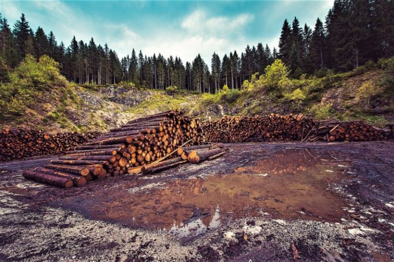 Deforestación | Qué es, definición, causas, consecuencias, soluciones