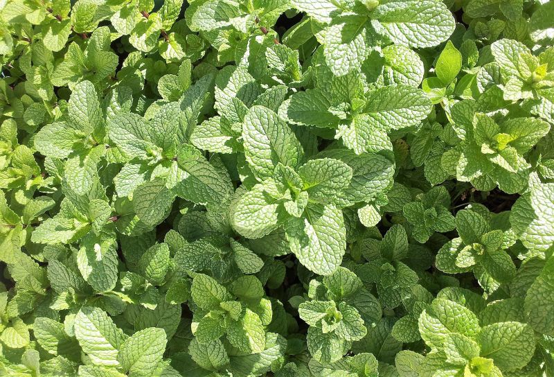 Plantas aromáticas | Qué son, cultivo, usos | Hierbas | Jardín, interior