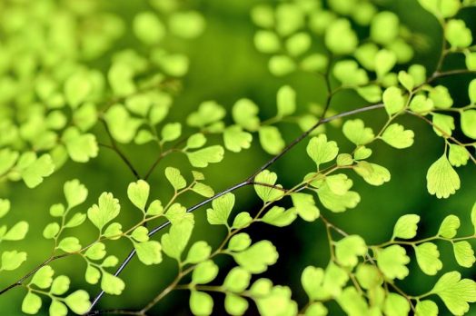 Autótrofos | Qué son, nutrición, clasificación, ejemplos | Organismos ...