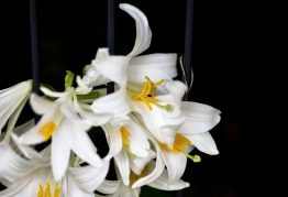 Azucena | Características, cultivo, beneficios y propiedades medicinales